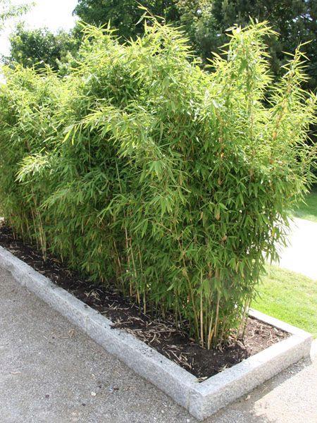 适合北方种植的竹子图标