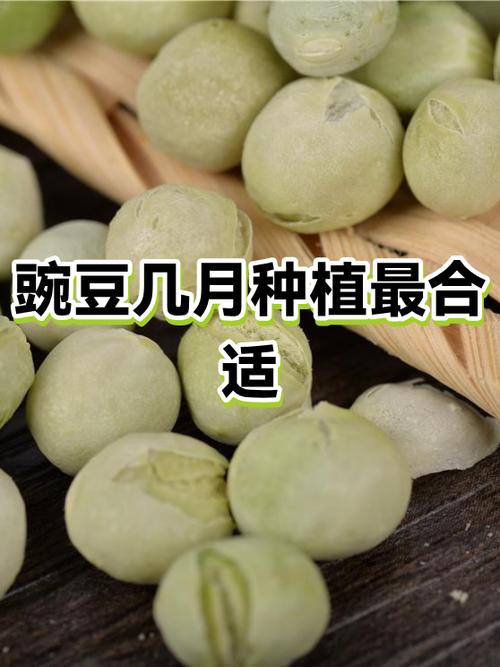 豌豆几月份吃最好图标