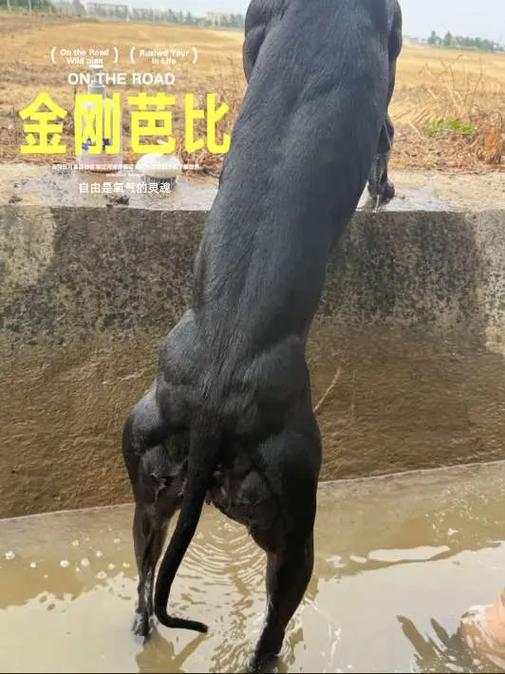 细狗4.1.4图标