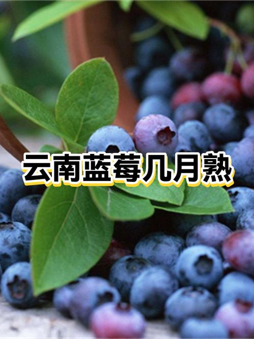 云南蓝莓几月份成熟上市图标