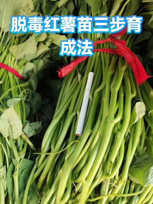 最简单的红薯脱毒技术图标