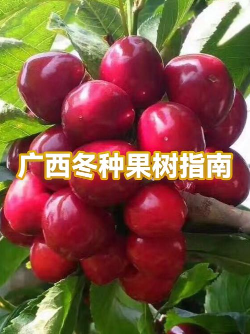 种植什么果树最赚钱图标