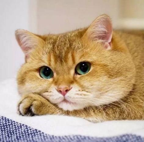 肉色的猫图标