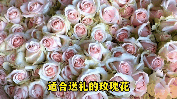 折射玫瑰by花濯截图