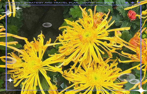菊花破解版图标