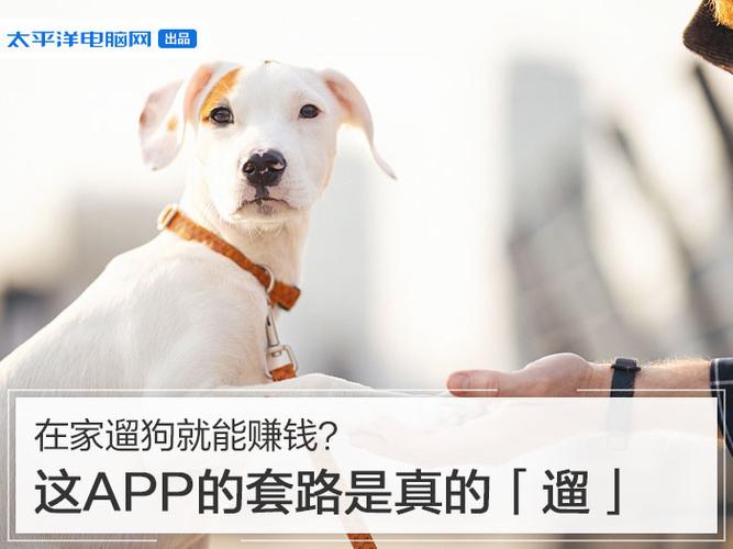 遛狗赚钱图标