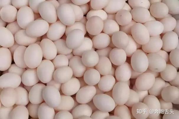 种蛋低免预高免区别图标