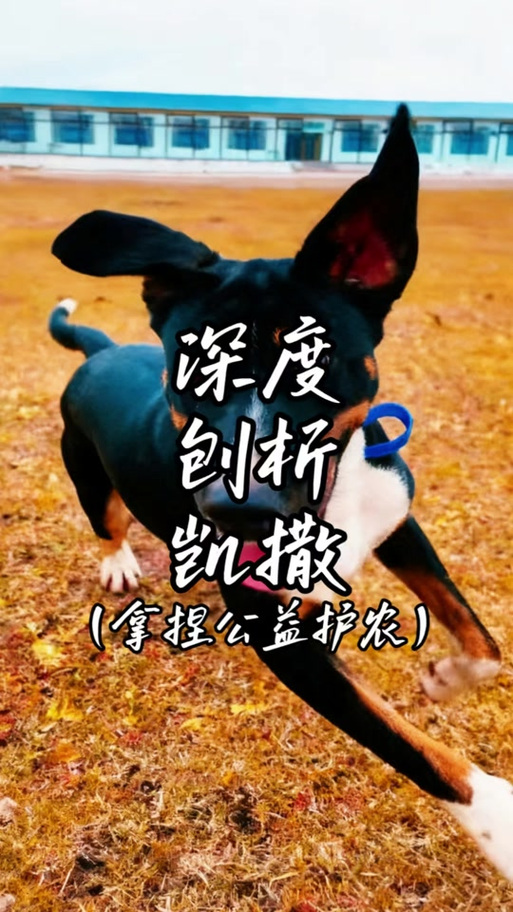 凯撒公益直装下载图标