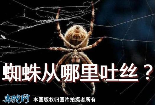 蜘蛛是在哪里吐丝的图标