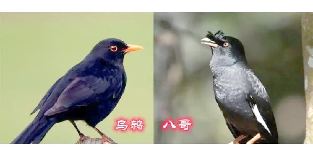 手被鸟抓破了怎么办图标