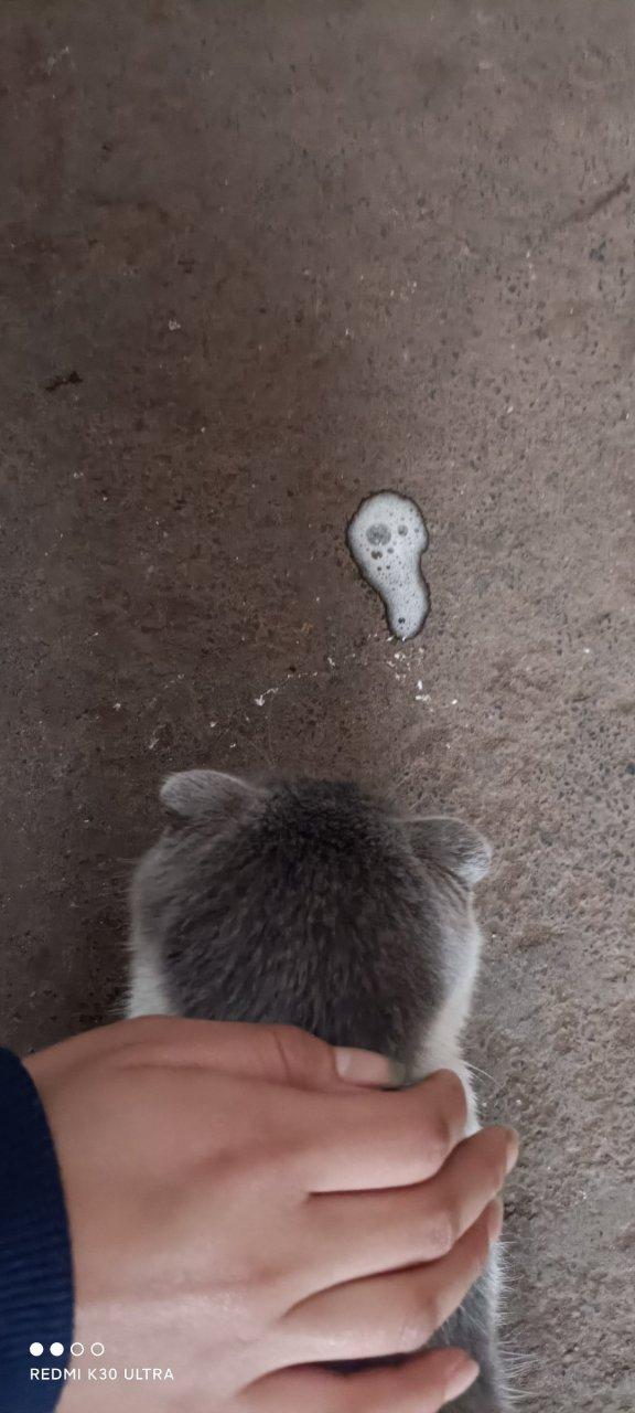 猫吐了白色黏液或泡沫图标