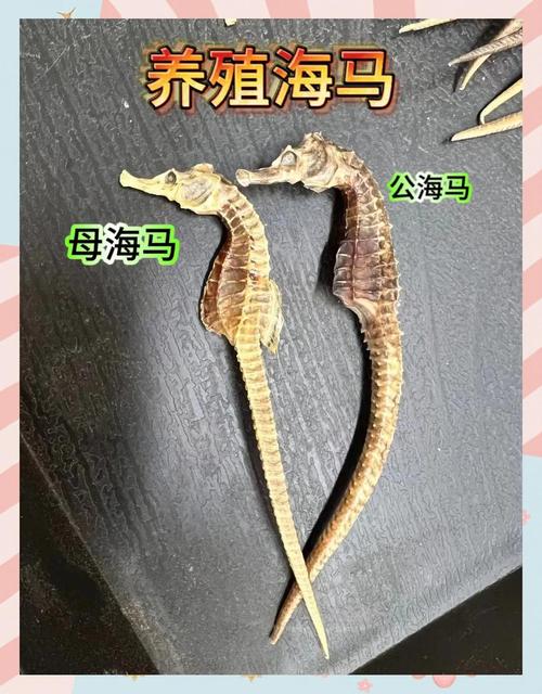 海马比喻什么样的人图标