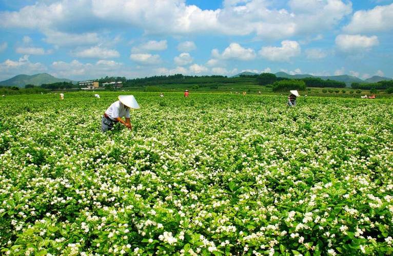 茉莉花园歌曲图标
