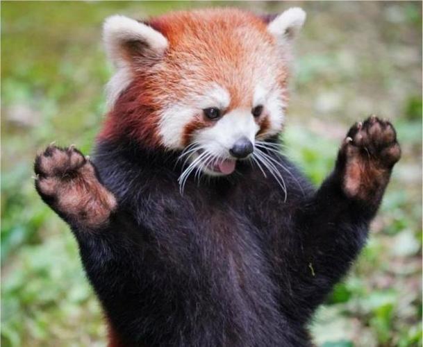 小熊猫图标