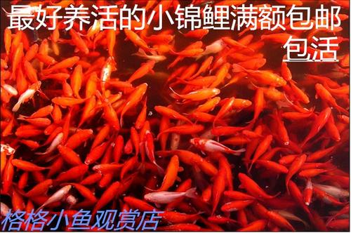 红色的草鱼