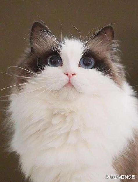 布偶猫怎么看纯不纯图标