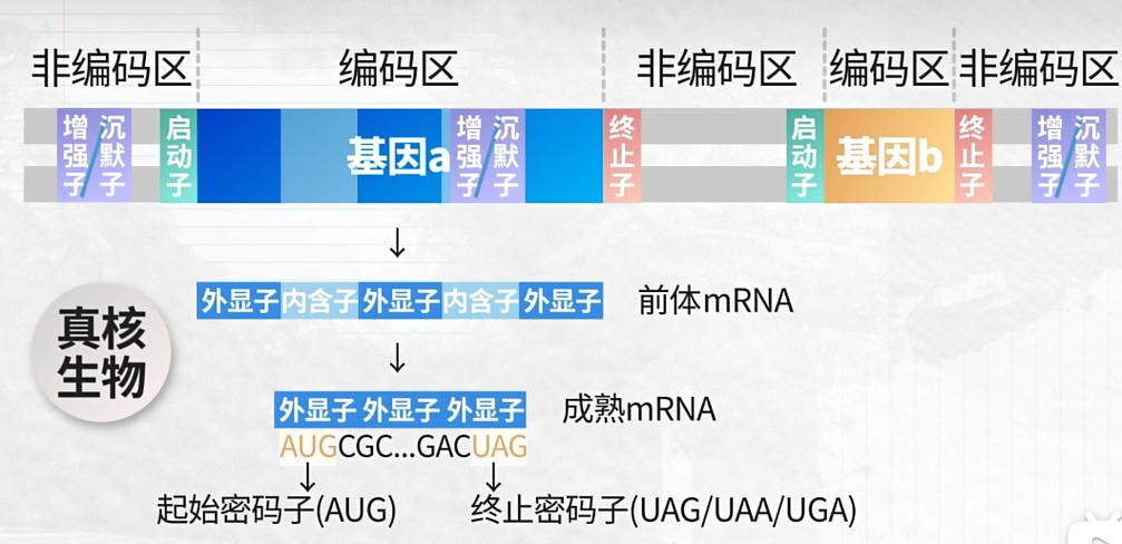 编码区和编码序列图标