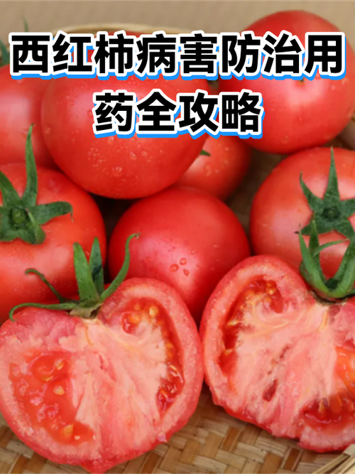 怎样防治西红柿病毒病截图