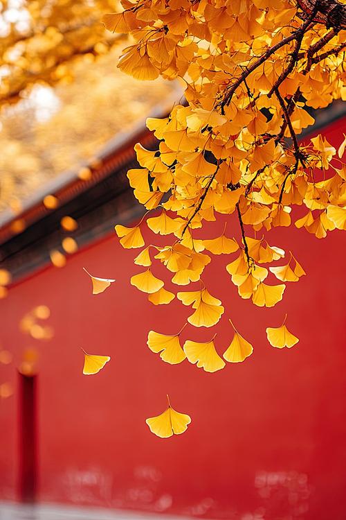 宫墙银杏图片图标