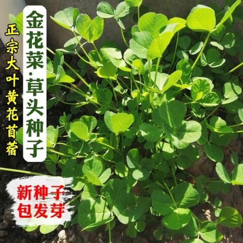 苜蓿是不是就是草头截图