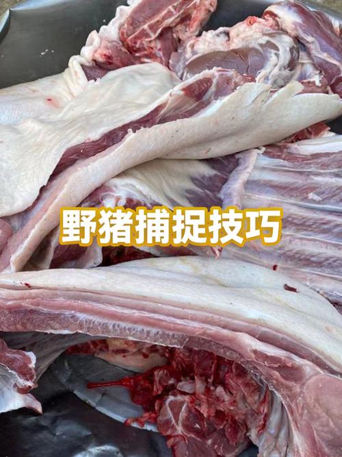 捕野猪要判几年图标