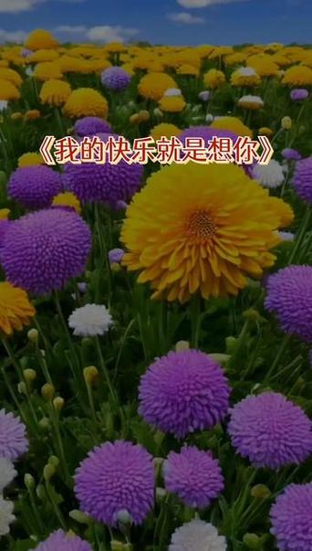 我的快乐就是想原唱视频图标
