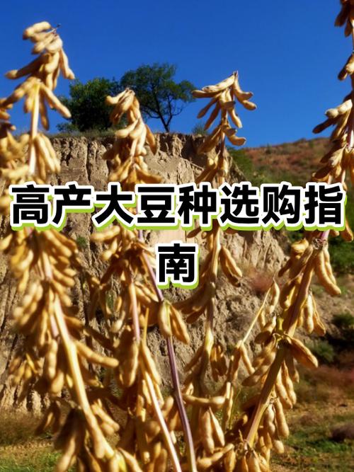 高产大豆品种排名图标