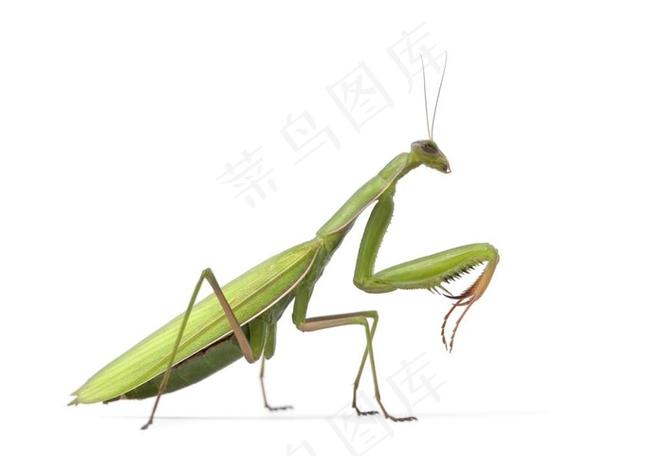 各种昆虫图片大全大图图标