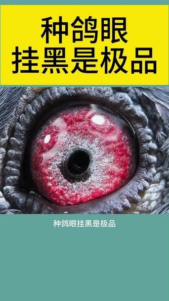 纯黑的鸽子品种黑眼图标