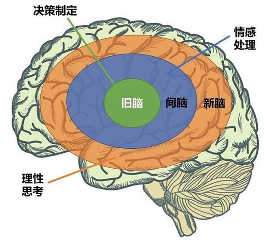 头脑进化论游戏截图