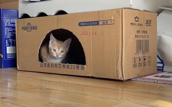 用纸箱给猫做房子图标