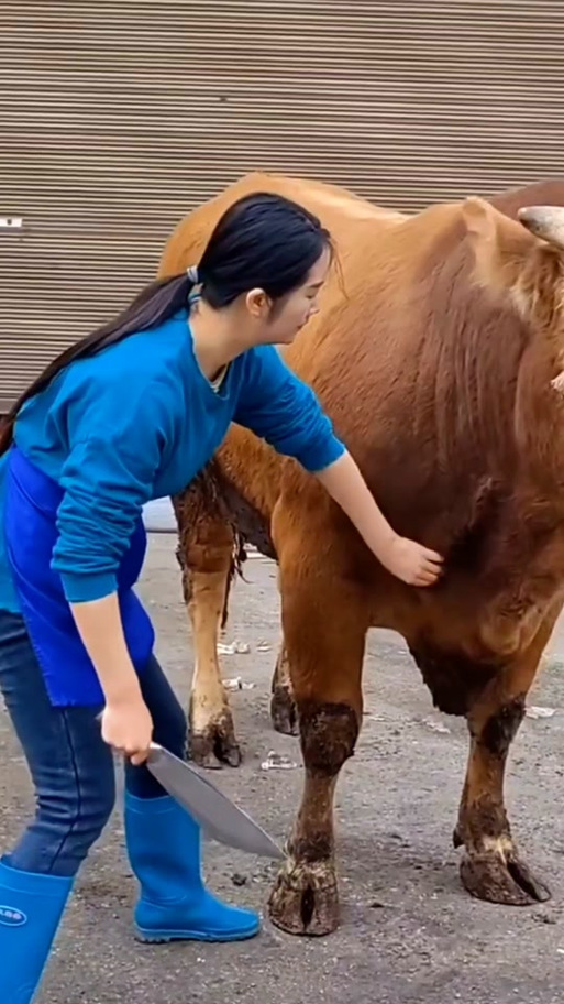 农村杀牛图片大全大图图标