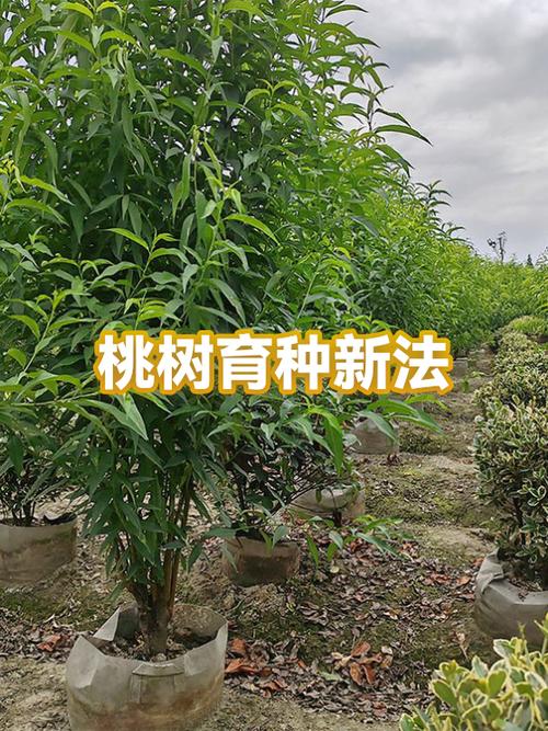 桃树育苗的几种方法图标