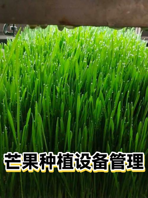 芒果一个会员可以登录几个设备图标