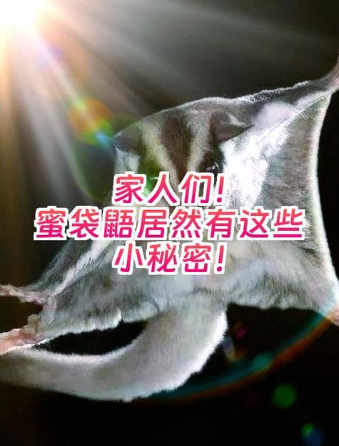飞鼠的药用功效图标