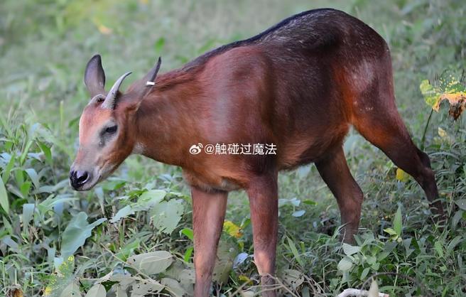 狗为什么咬孔雀羽毛图标