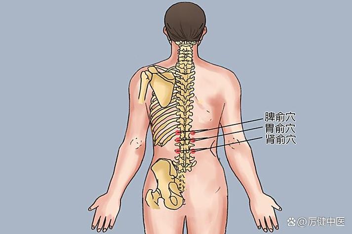 肾俞的准确位置图图标