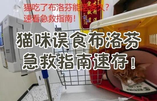 猫咪突然站立不稳浑身无力缩略图
