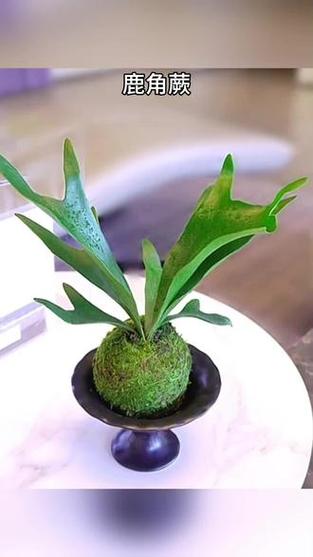 客厅喜阴的植物有哪些截图
