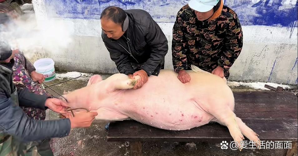 农村杀猪顺口溜图标