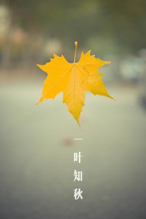 一叶知秋三部曲图标