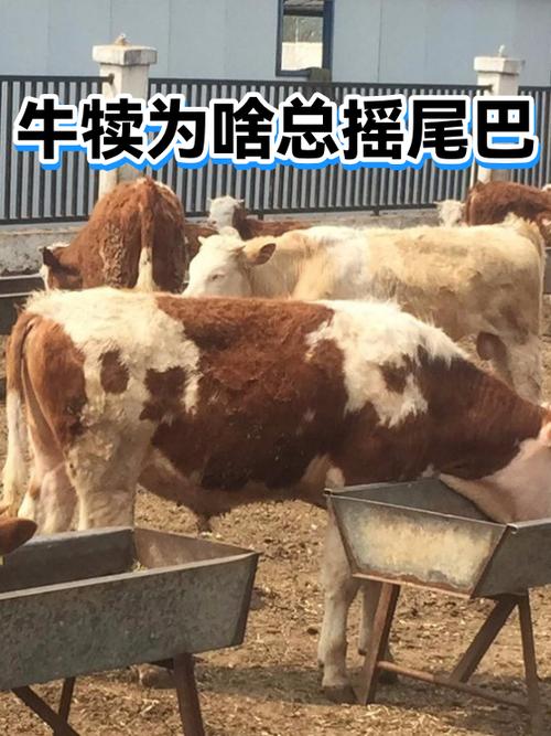 牛犊走路摇晃不稳什么原因图标