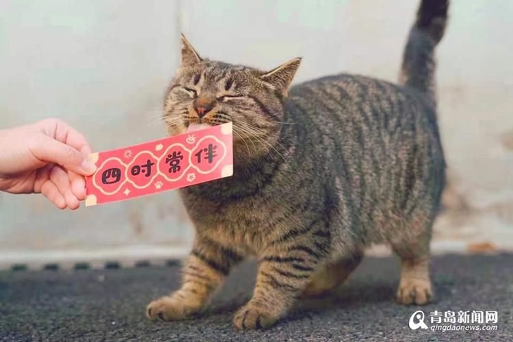 聚猫网图标