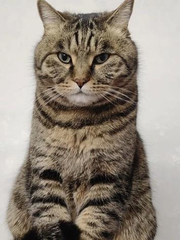 花猫是杂牌还是名牌