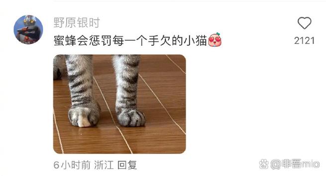 惩罚小猫关多久合适