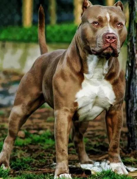 大头版比特犬多少钱一只图标