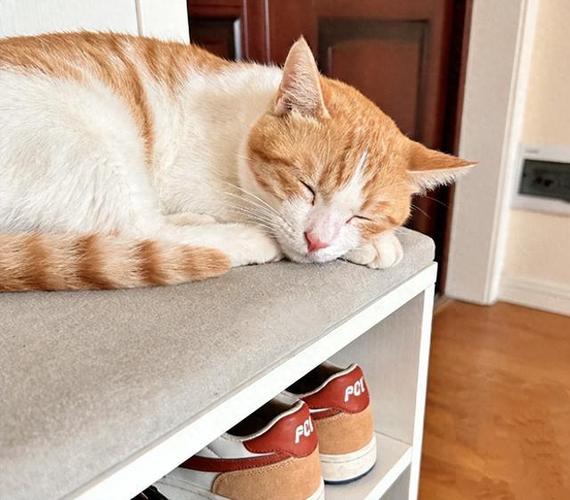 公猫镇宅还是母猫镇宅图标