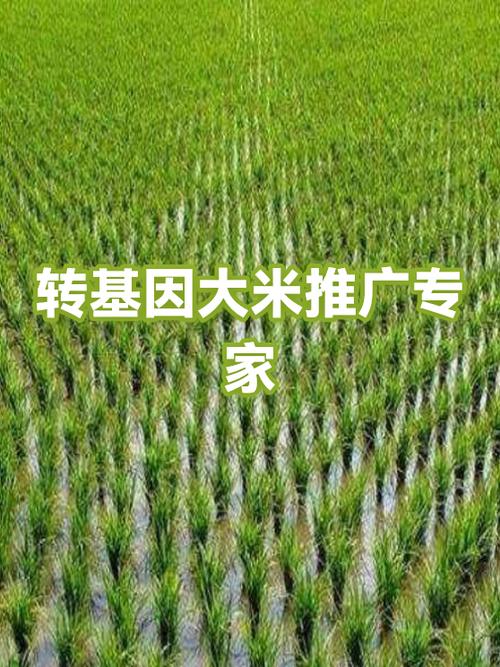 转基因大米价格多少截图