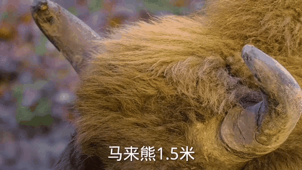 熊能长多大图标