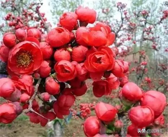 东洋锦海棠的养殖方法图标